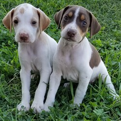 Male English Pointer is available for adoption